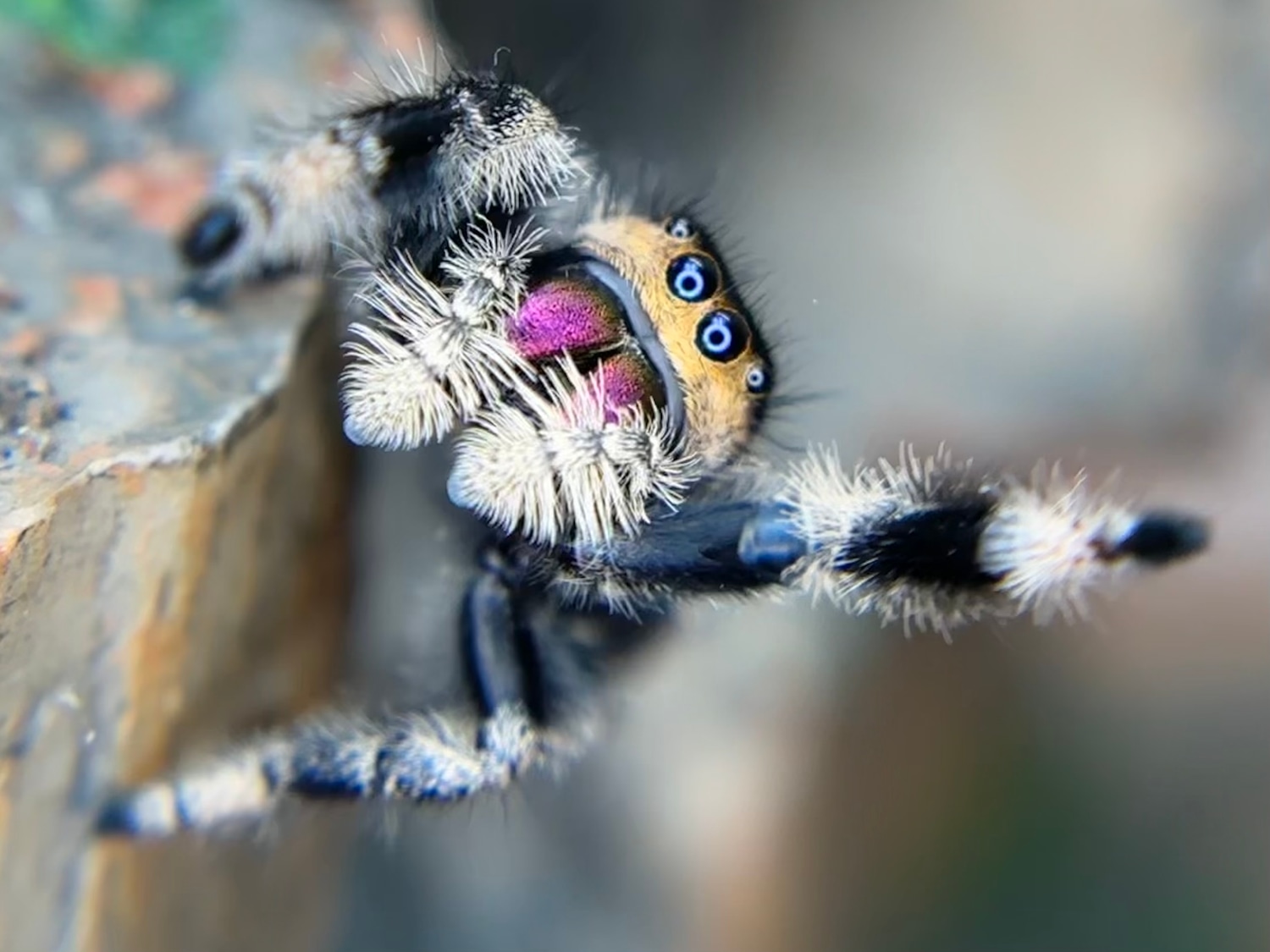 Female Subadult Phidippus Regius “Regal” Jumping Spider $45 True Spider ...