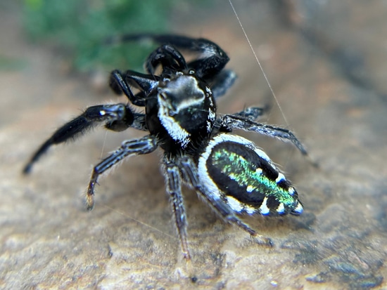 Adult Male Paraphidippus Aurantius “Emerald” Jumping Spider $40 by ...