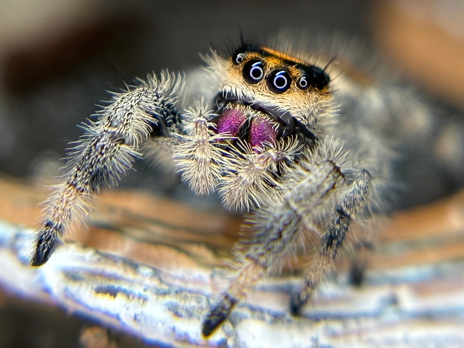 Female Juvenile Phidippus Regius “Regal” Jumping Spider True Spider by ...