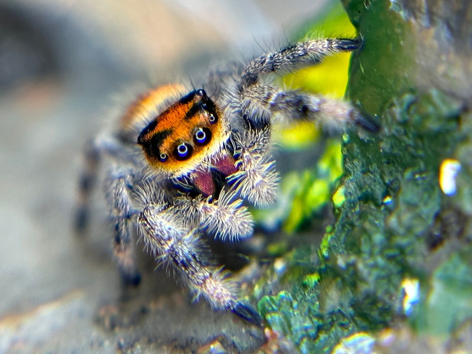Female Phidippus Regius “Regal” Jumping Spider True Spider by Georgia ...