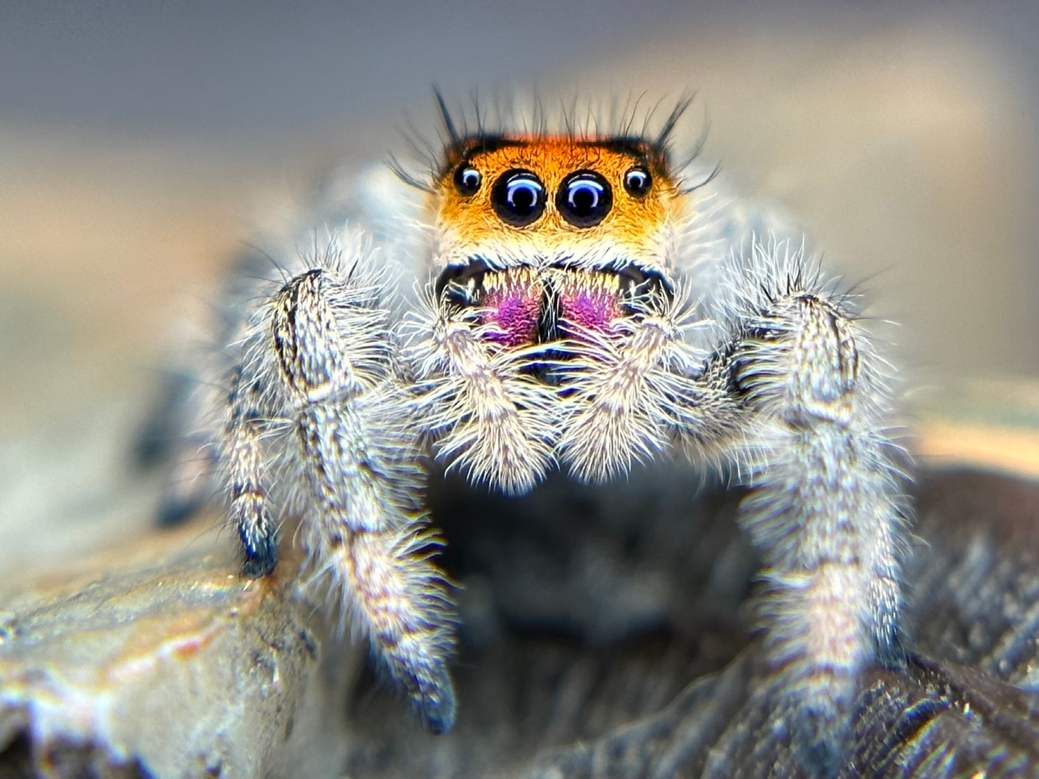 Phidippus Regius “Regal” Jumping Spider True Spider by Georgia Jumper ...