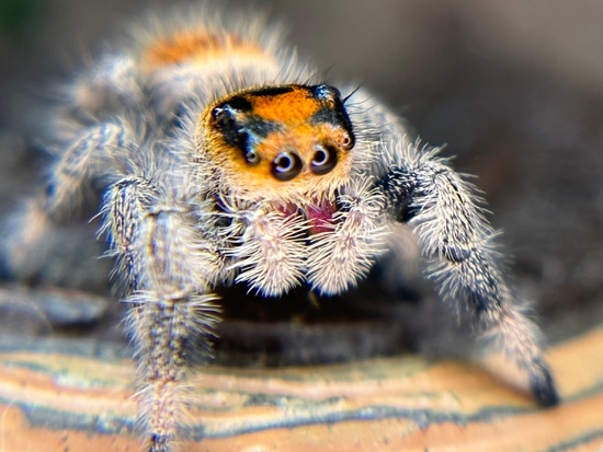 Female Phidippus Regius “Regal” Jumping Spider by Georgia Jumper Dude