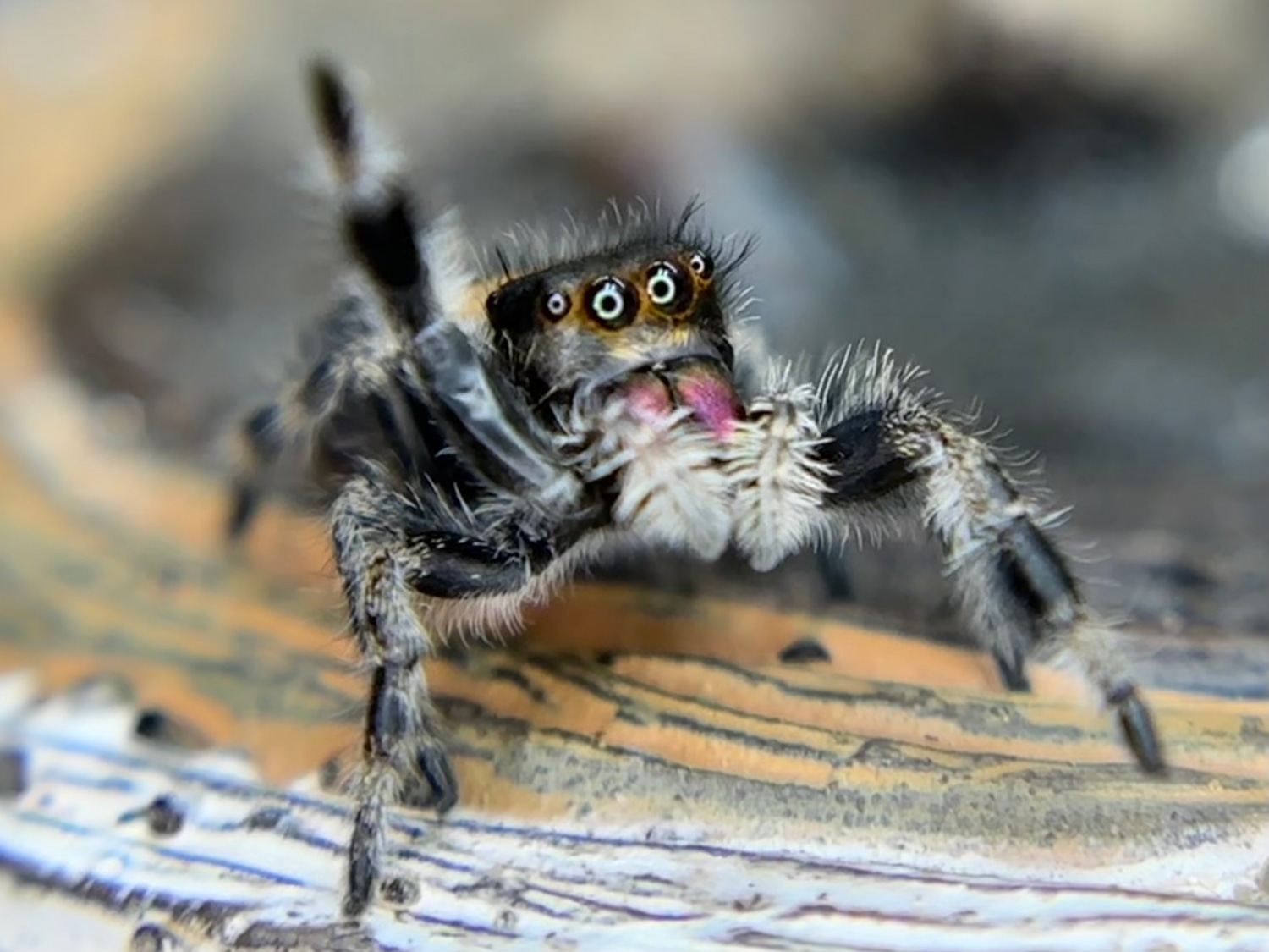 Female Phidippus Regius “Regal” Jumping Spider True Spider by Georgia ...