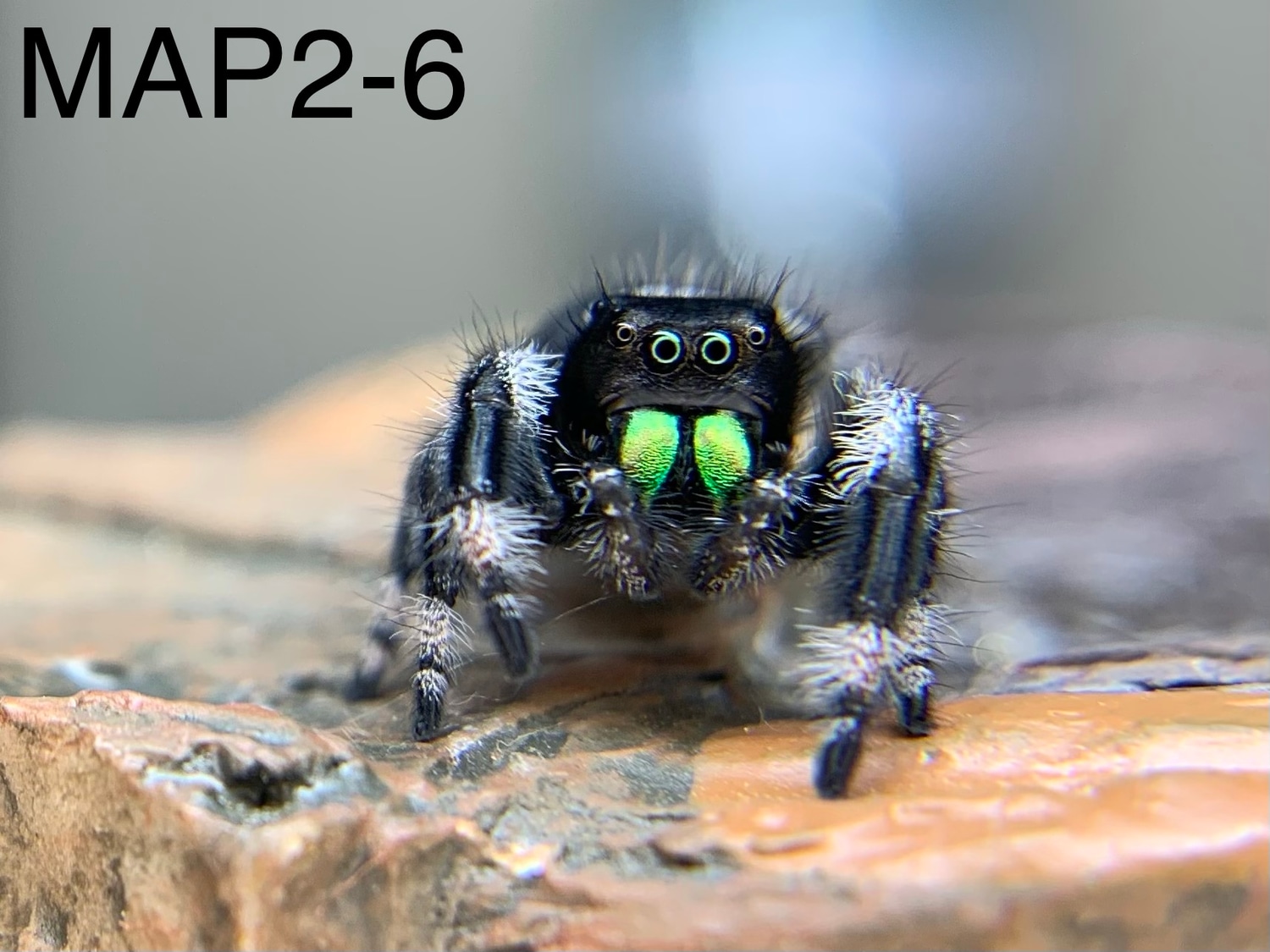 Juvenile Male Phidippus Regius “Regal” $30 True Spider by Georgia ...
