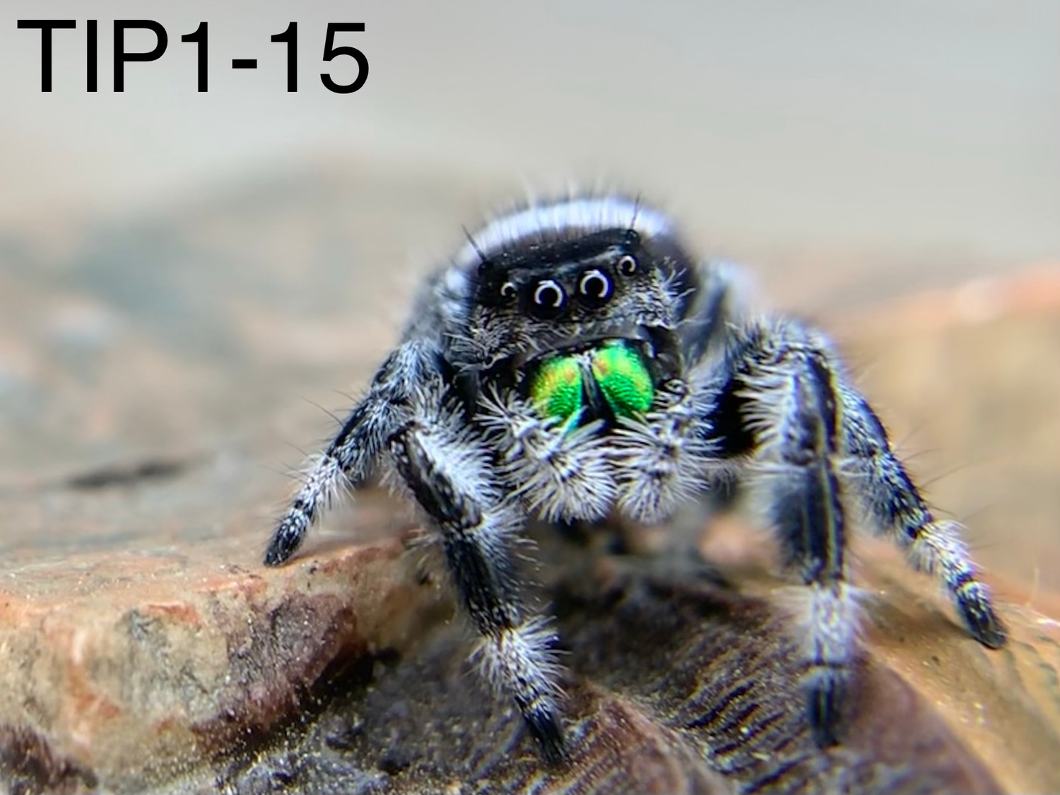 Male Juvenile Phidippus Regius “Regal” True Spider by Georgia Jumper ...