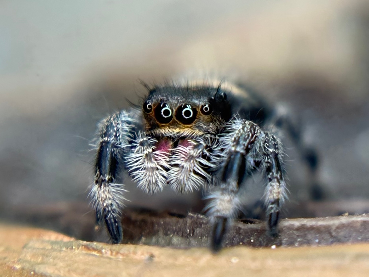 Juvenile Female Phidippus Regius “Regal” True Spider by Georgia Jumper ...