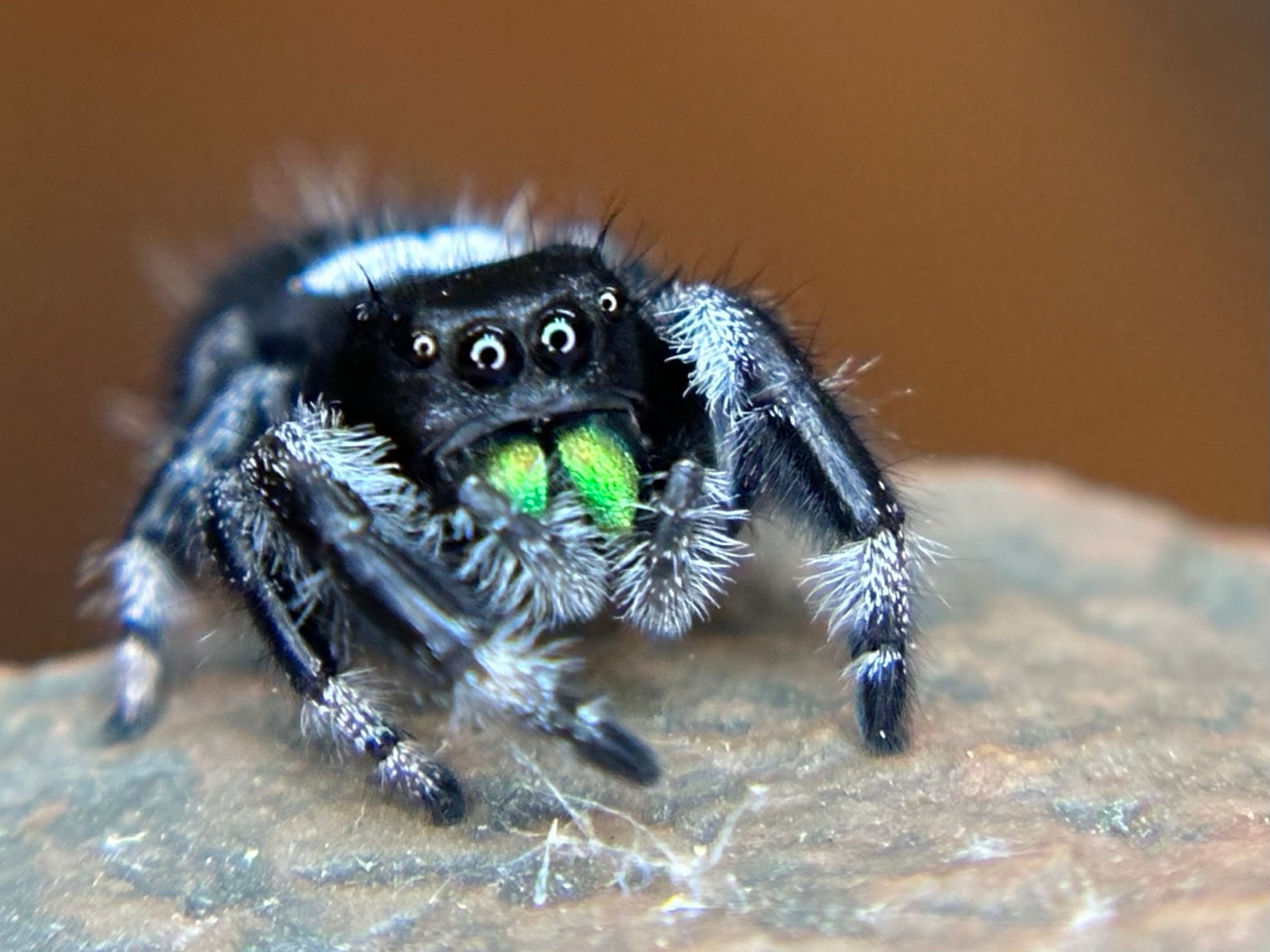 Juvenile Male Phidippus Regius “Regal” True Spider by Georgia Jumper ...