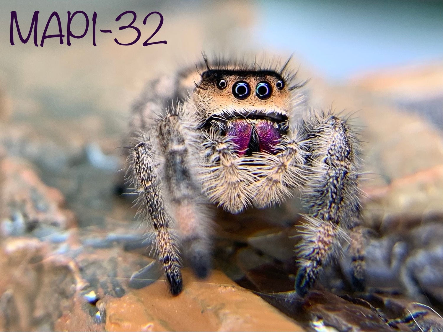 Female Juvenile Phidippus Regius “Regal” Jumping Spider $35 True Spider ...