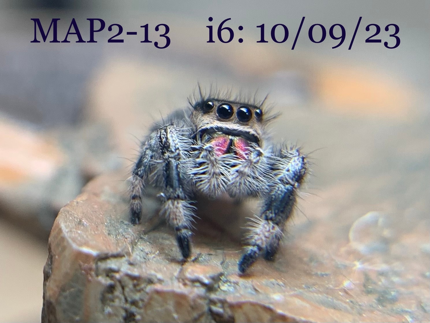 Female Juvenile Phidippus Regius “Regal” $35 Jumping Spider by Georgia ...