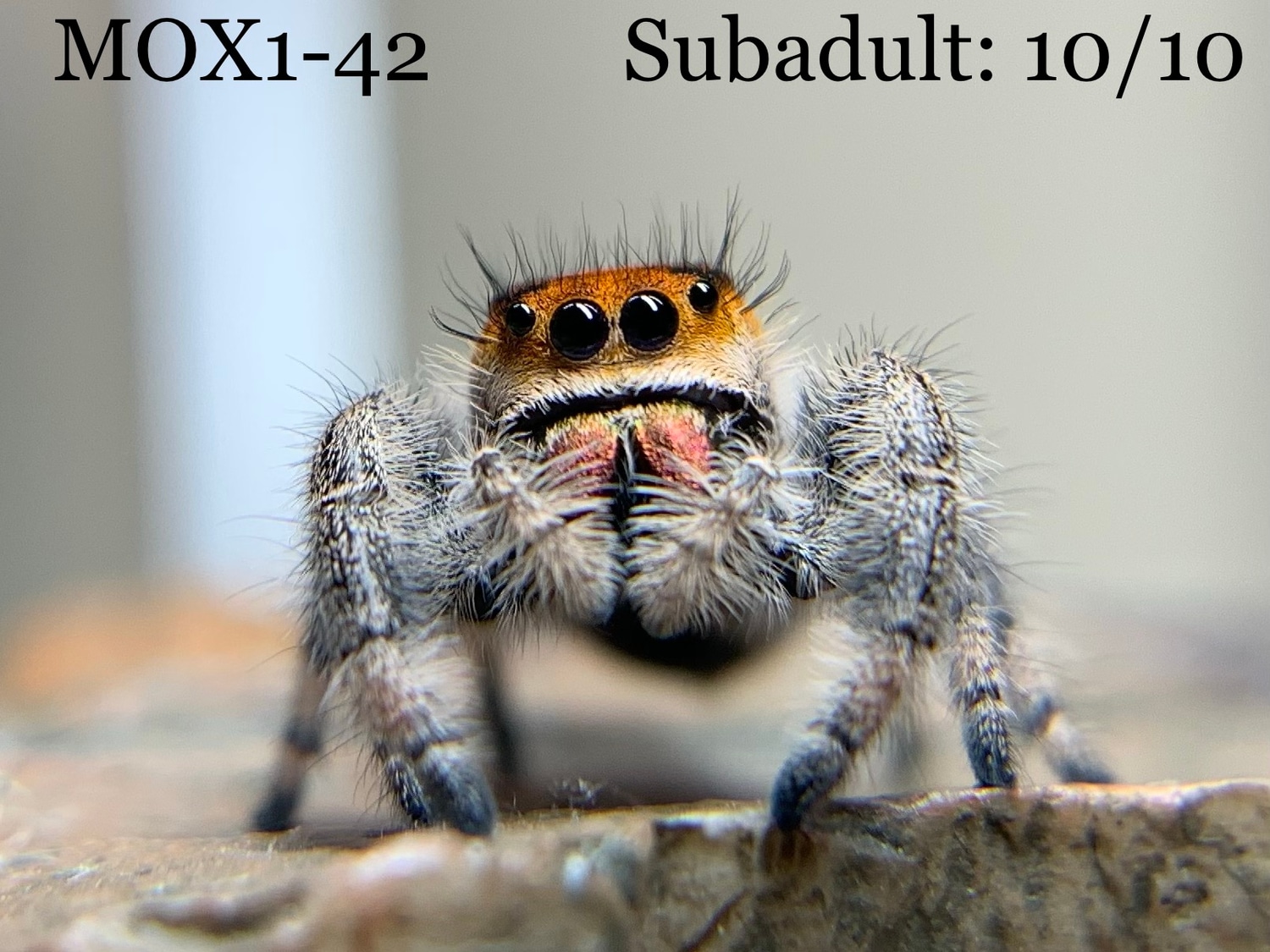 Female Subadult Phidippus Regius “Regal” $45 Jumping Spider by Georgia ...