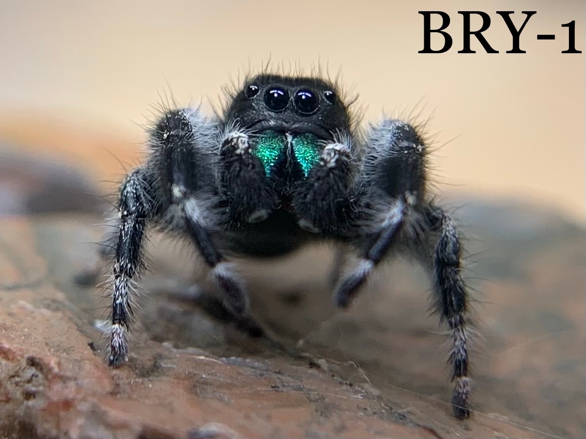 Adult Male Captive Bred Phidippus Audax Bryantae $40 Jumping Spider by ...