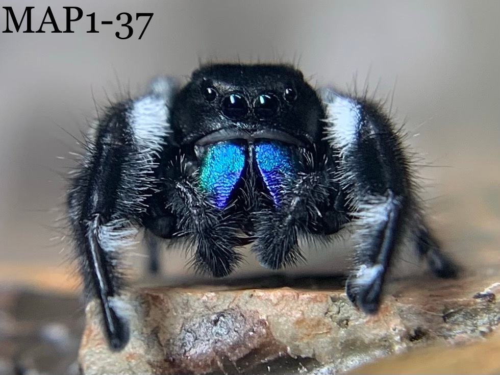 Adult Male Phidippus Regius “Regal” Jumping Spider $40 by Georgia ...