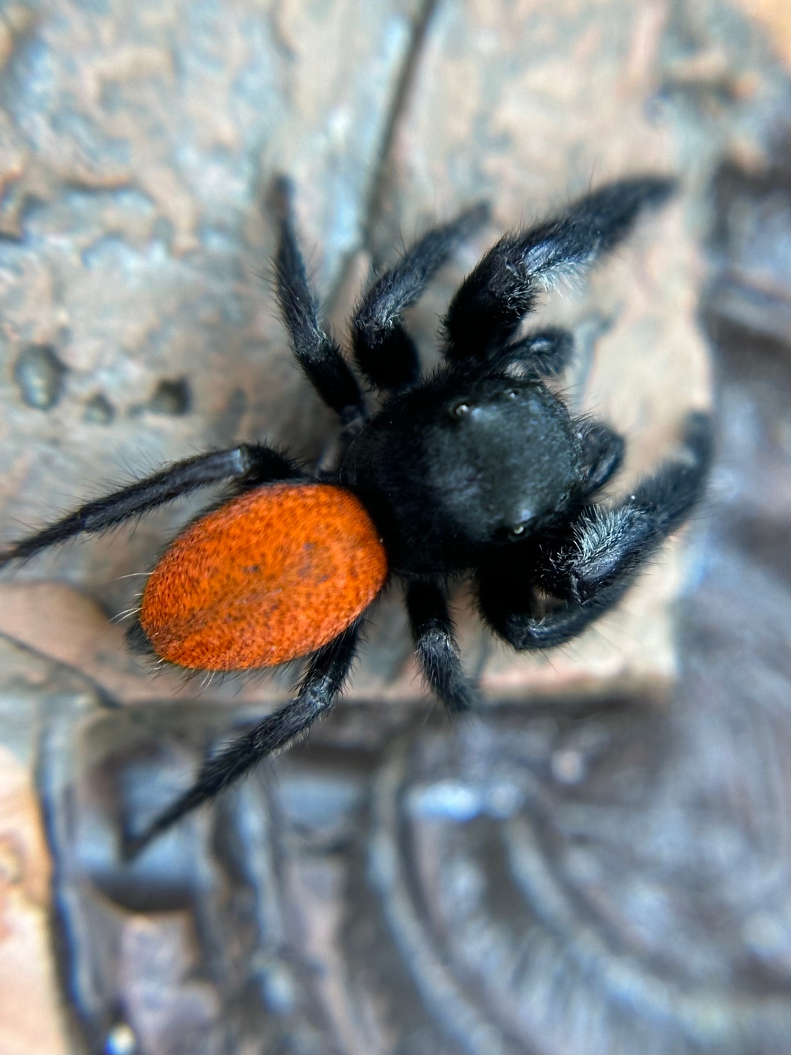 Phidippus Ardens “Desert Red” Jumping Spider by Georgia Jumper Dude ...