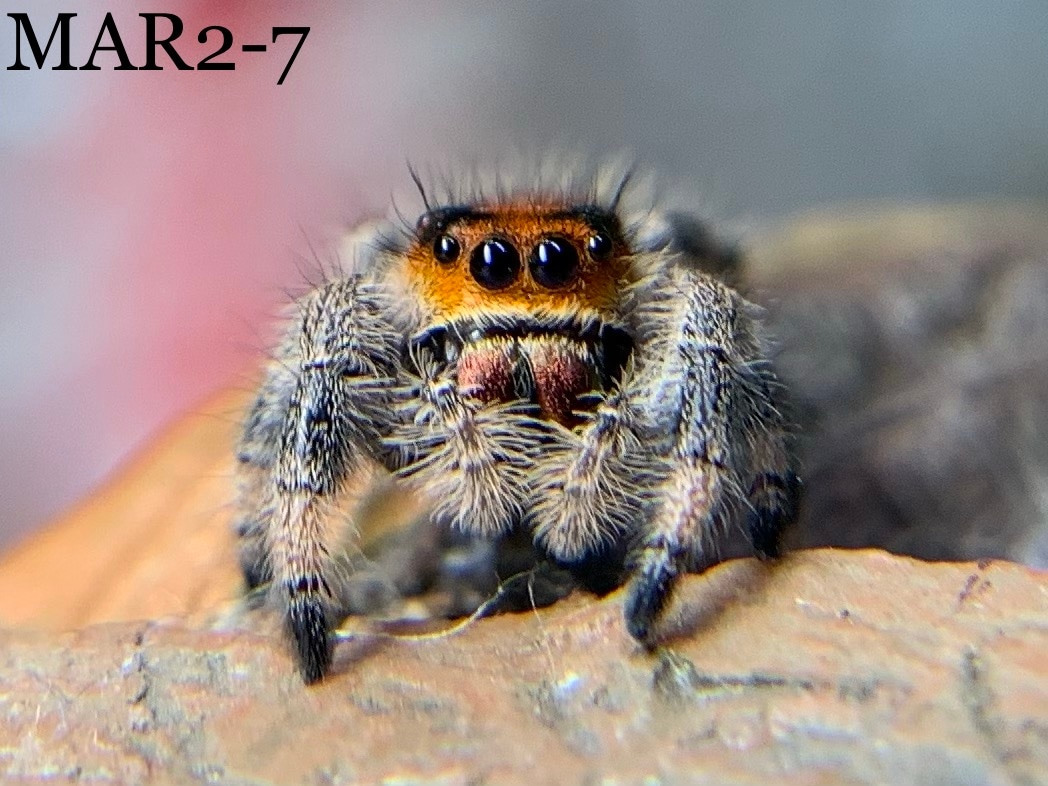 Female Juvenile Phidippus Regius “Regal” $35 Jumping Spider by Georgia ...