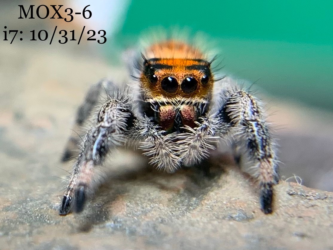 Female Juvenile Phidippus Regius “Regal” $35 Jumping Spider by Georgia ...