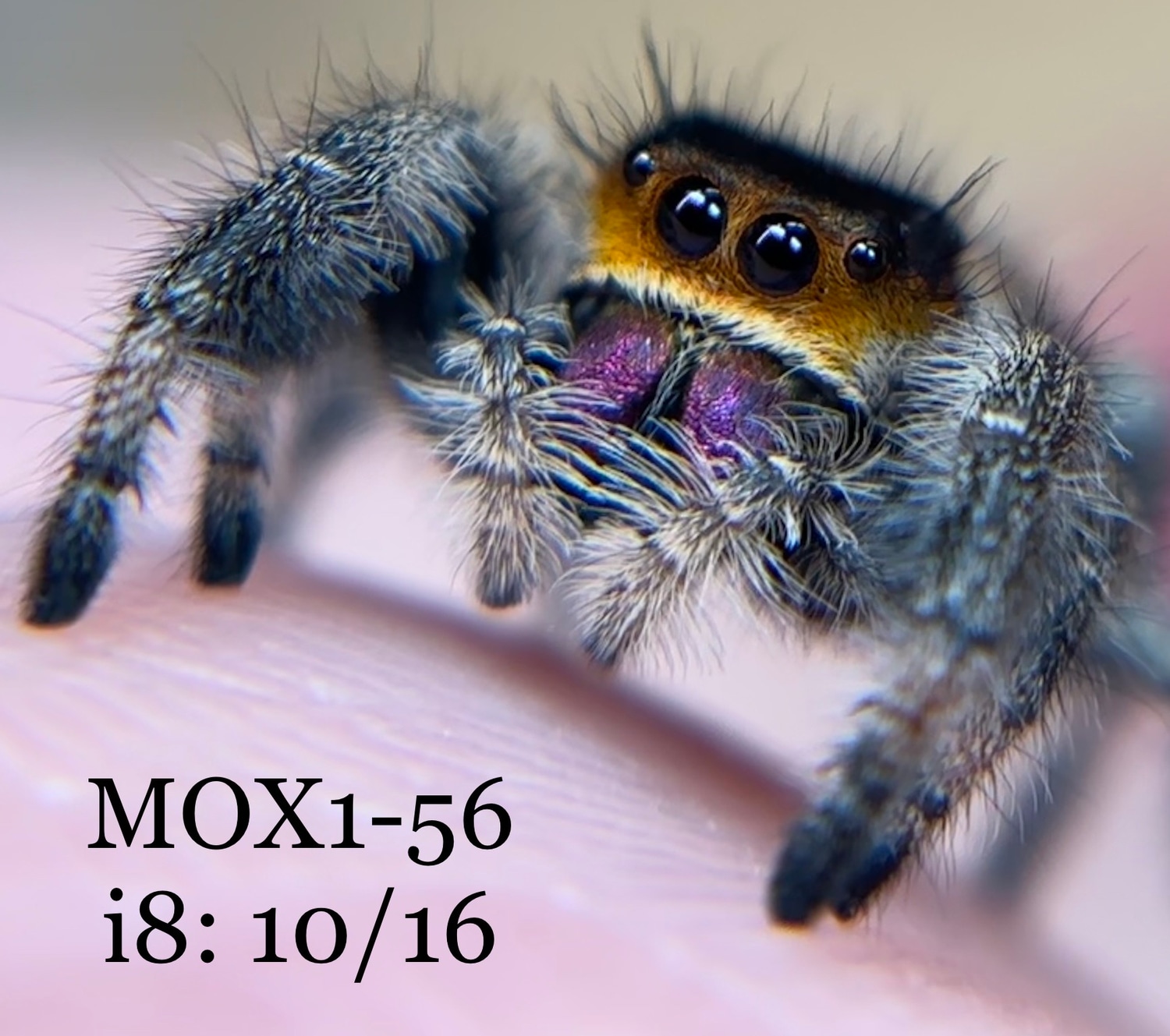 Female Juvenile Phidippus Regius “Regal” $45 Jumping Spider by Georgia ...