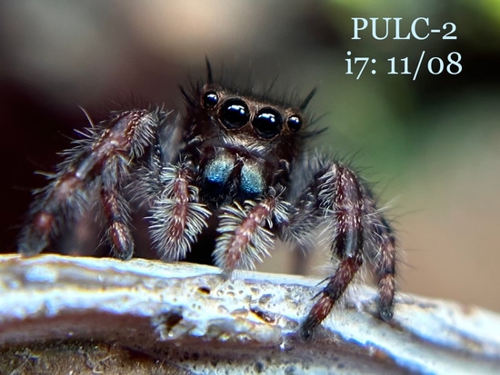 Juvenile Unsexed Phidippus Princeps Pulcherrimus 50 Jumping Spider By Georgia Jumper Dude