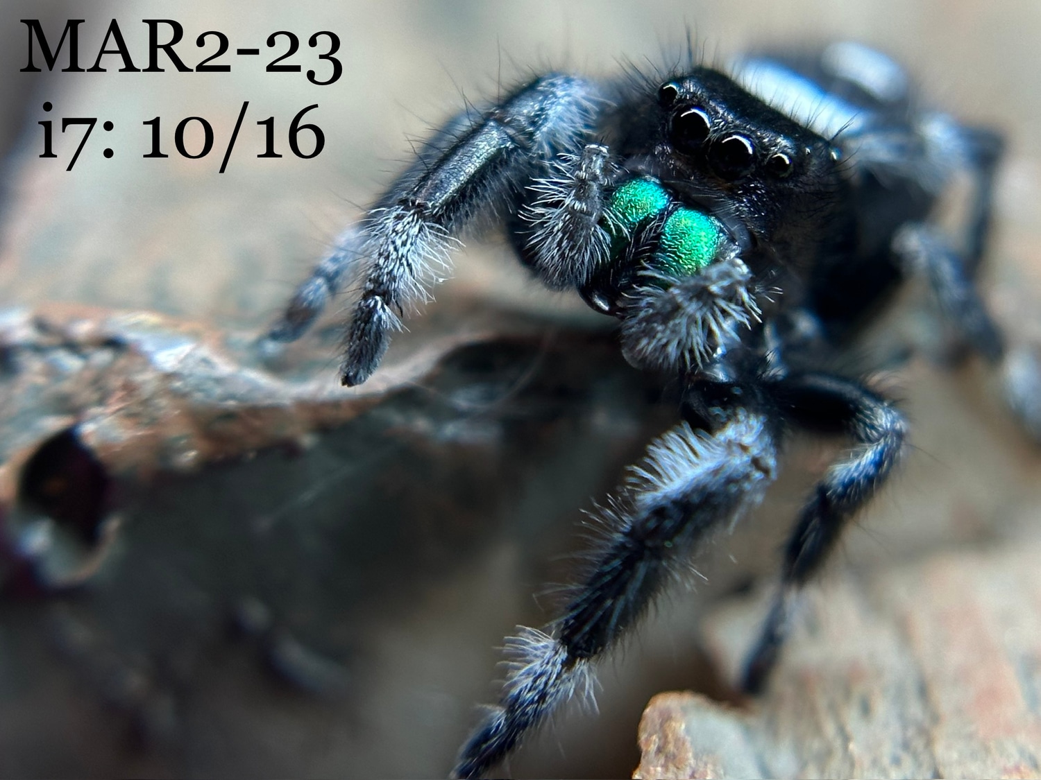 Male Juvenile Phidippus Regius “Regal” $30 Jumping Spider by Georgia ...