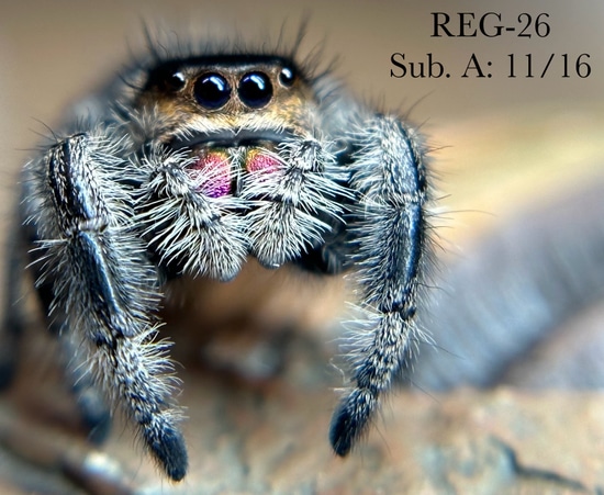 Female Subadult Phidippus Regius “Regal” Jumping Spider $45 by Georgia ...