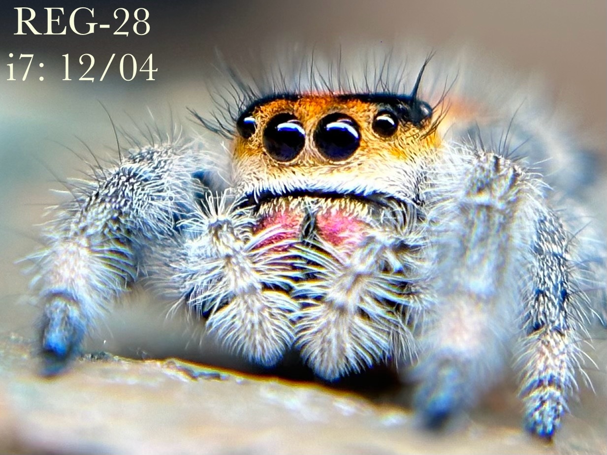 Female Juvenile Phidippus Regius “Regal” Jumping Spider $35 by Georgia ...