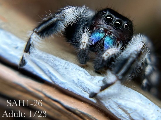 Adult Male Phidippus Audax “Bold” Jumping Spider $40 by Georgia Jumper Dude