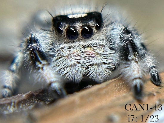 Apalachicola Female Juvenile Phidippus Regius “Regal” Jumping Spider ...