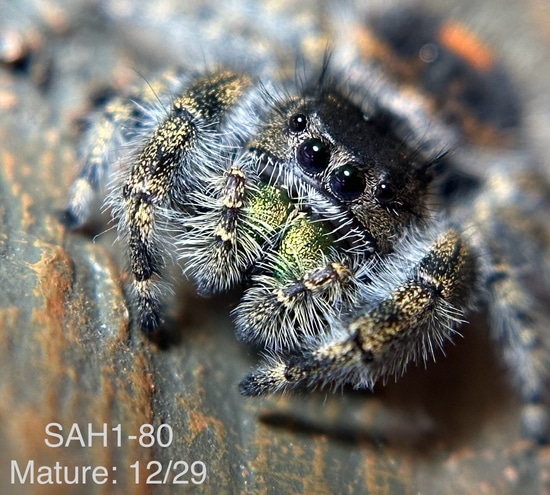 Adult Female Phidippus Audax “Bold” Jumping Spider by Georgia Jumper Dude