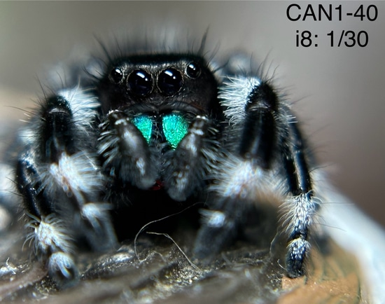 Apalachicola Male Subadult Phidippus Regius “Regal” Jumping Spider $50 ...