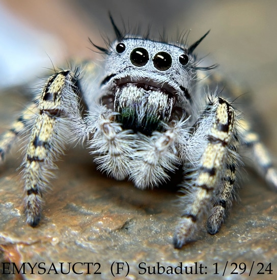 Subadult Female Phidippus Mystaceus Or “High Eyelash” Jumping Spider by ...