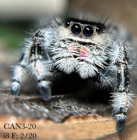 Apalachicola Female I8 Phidippus Regius “Regal” Jumping Spider by ...
