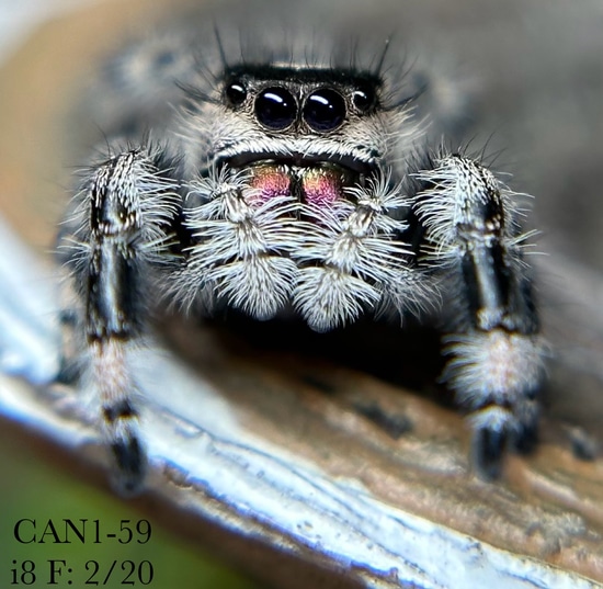 Apalachicola Apalachicola Female I8 Phidippus Regius “Regal” Jumping ...