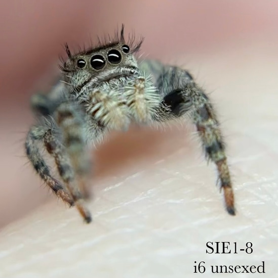Juvenile Unsexed Phidippus Adumbratus Jumping Spider by Georgia Jumper Dude