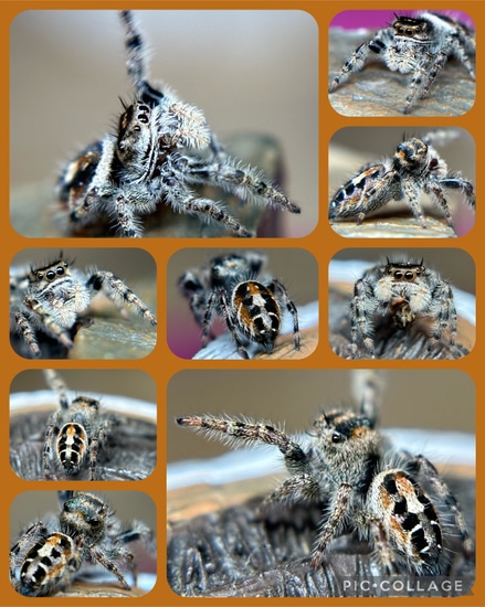 Juvenile Phidippus Adumbratus Jumping Spider “breeder Chosen” by ...