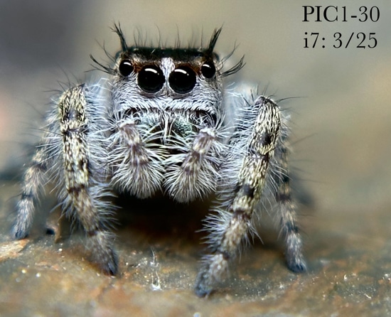 Phidippus Otiosus Jumping Spider Or “Canopy” Jumping Spider by Georgia ...