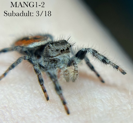 Phidippus Adumbratus Subadult Male Jumping Spider by Georgia Jumper Dude