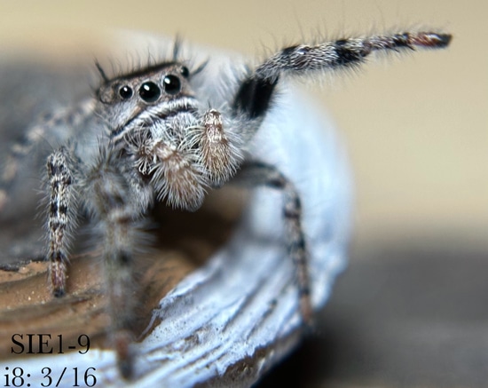 Subadult Male Phidippus Adumbratus Jumping Spider by Georgia Jumper Dude