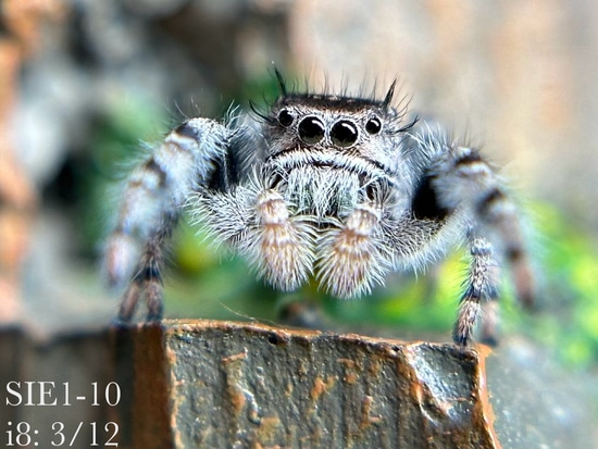 Subadult Male Phidippus Adumbratus Jumping Spider by Georgia Jumper Dude