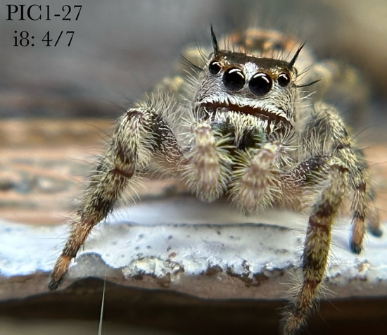 Subadult Male Phidippus Otiosus Jumping Spider Or “Canopy” Jumping ...