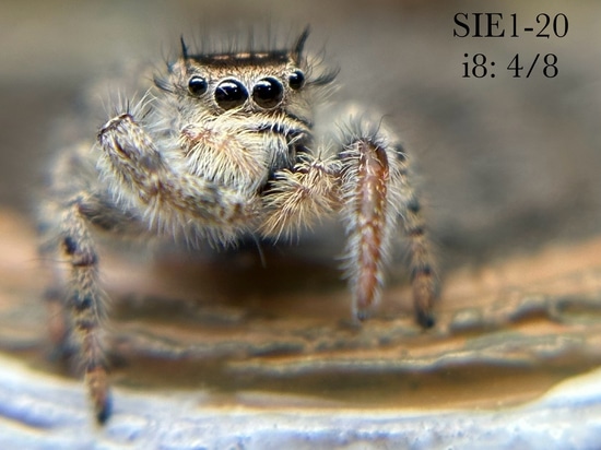 I8 Female Phidippus Adumbratus Jumping Spider by Georgia Jumper Dude