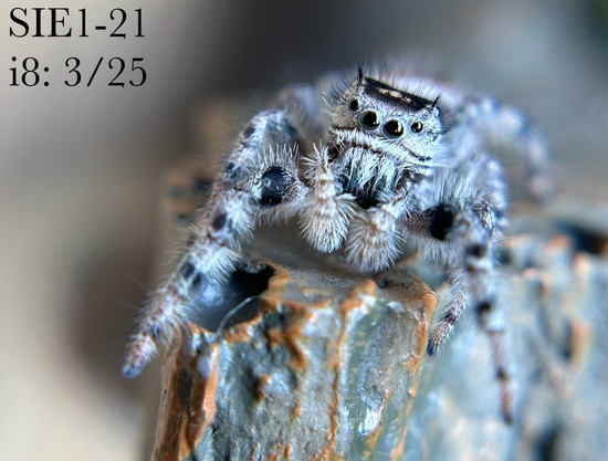 Subadult Male Phidippus Adumbratus Jumping Spider by Georgia Jumper Dude