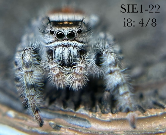 Subadult Male Phidippus Adumbratus Jumping Spider by Georgia Jumper Dude