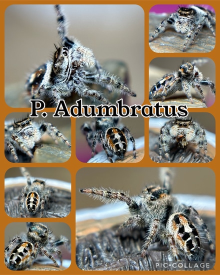 Phidippus Adumbratus Jumping Spider by Georgia Jumper Dude