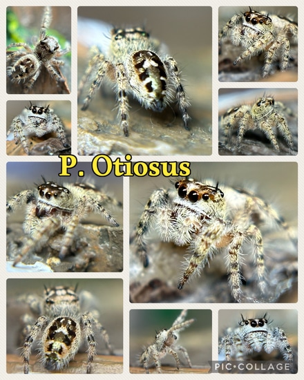 Unsexed Juvenile Phidippus Otiosus Or “Canopy” Jumping Spider “Breeder ...