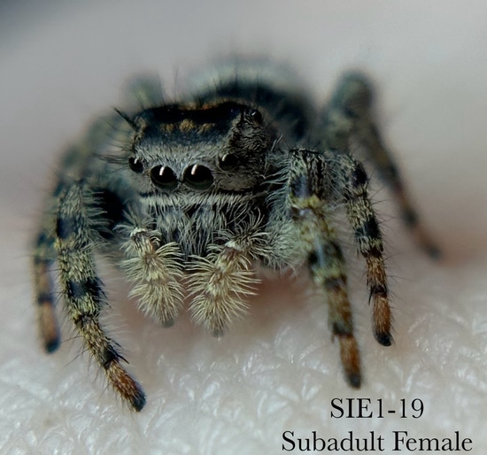 Subadult Female Phidippus Adumbratus $60 Jumping Spider by Georgia ...