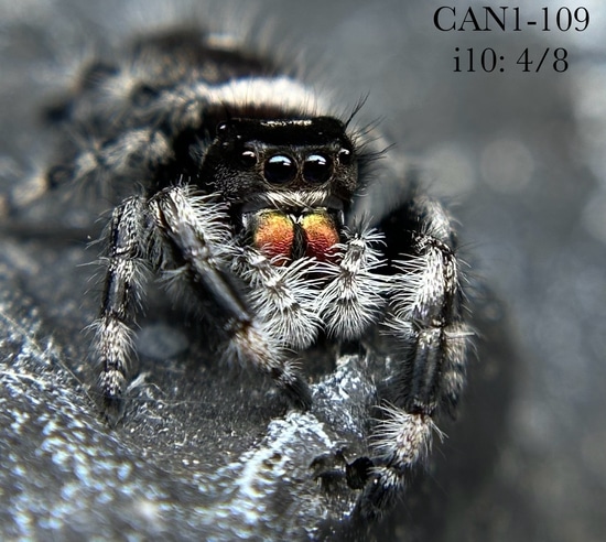 Female Subadult Apalachicola Phidippus Regius “Regal” Jumping Spider by ...