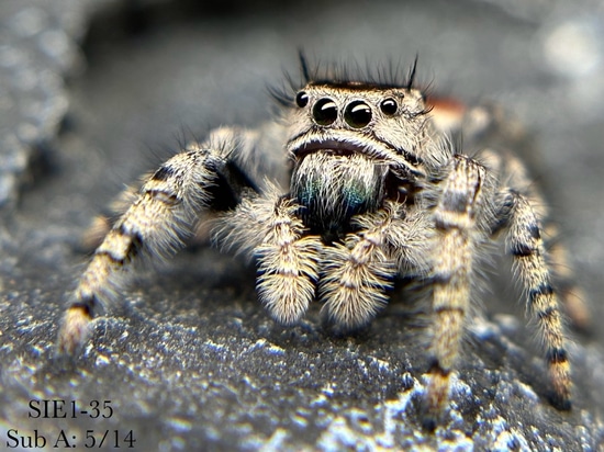 Subadult Female Phidippus Adumbratus Jumping Spider by Georgia Jumper Dude