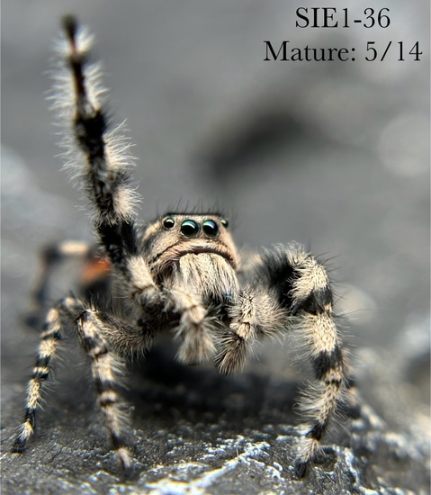 Adult Male Phidippus Adumbratus Jumping Spider by Georgia Jumper Dude
