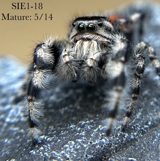 Adult Male Phidippus Adumbratus Jumping Spider by Georgia Jumper Dude