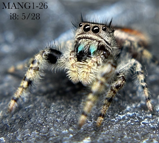 Subadult Female Phidippus Adumbratus Jumping Spider by Georgia Jumper Dude
