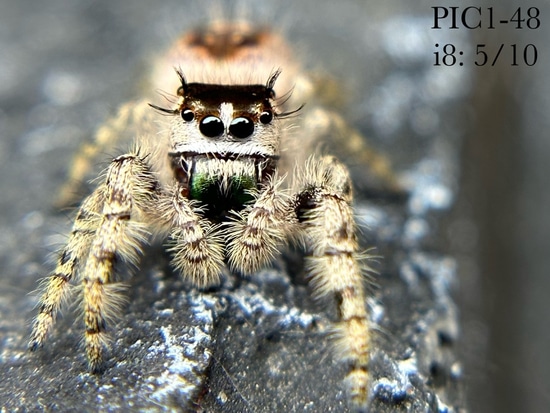 Subadult Male Phidippus Otiosus Jumping Spider Or “Canopy” Jumping ...